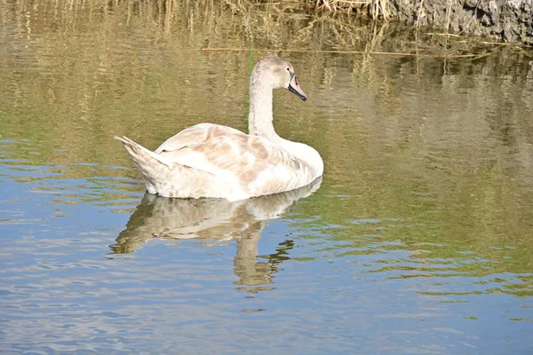 Chinese swan goose Stock Photos, Royalty Free Chinese swan goose Images ...