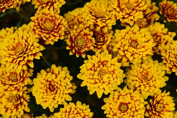 Chrysanthemum multiflora fotos de stock, imágenes de Chrysanthemum ...