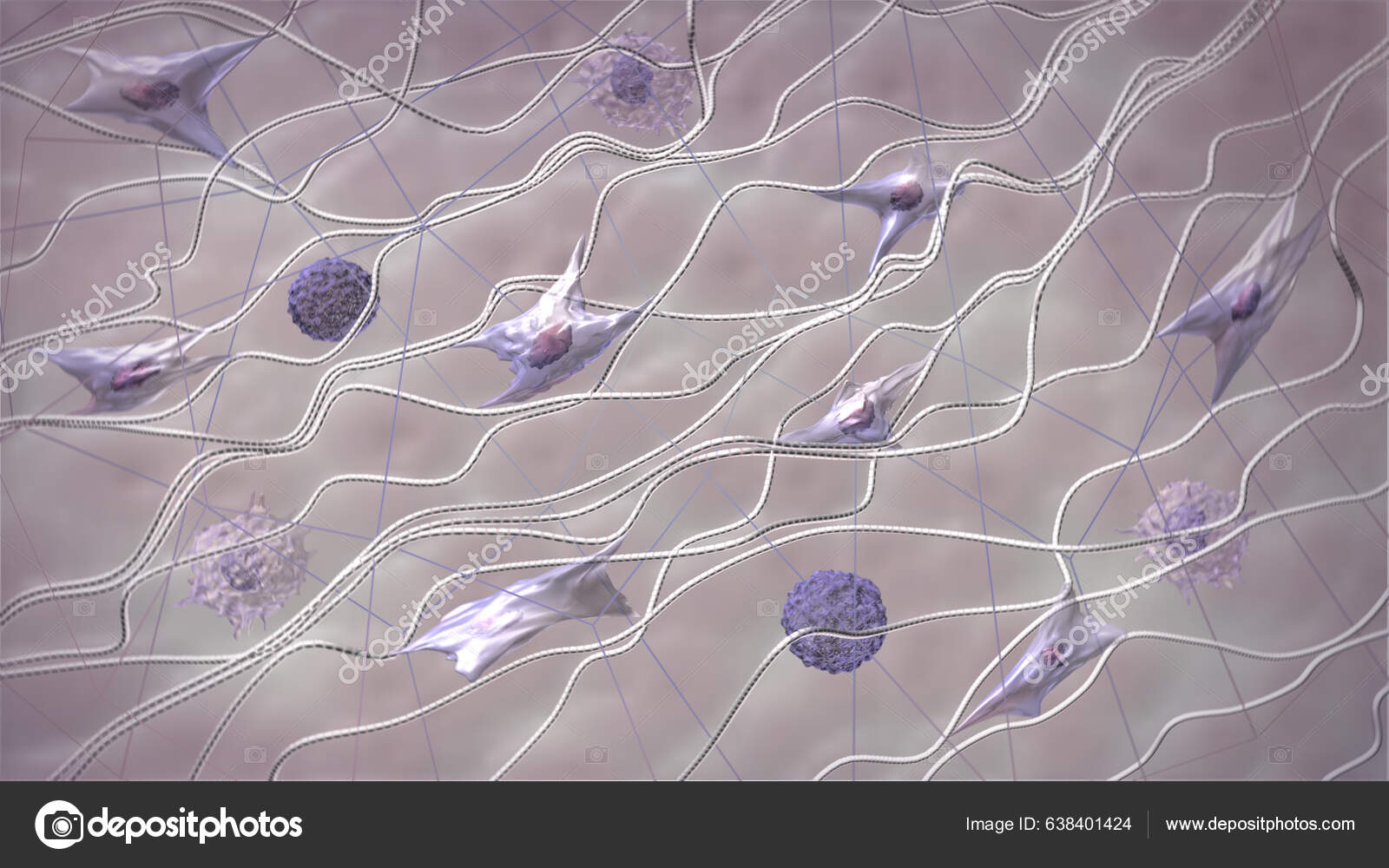 Elastic Fibers In Skin