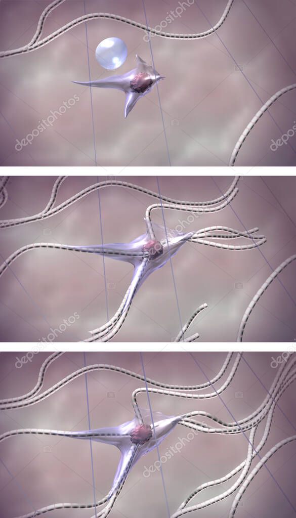 Tecnología de regeneración de tejidos cutáneos. Los fibroblastos ...