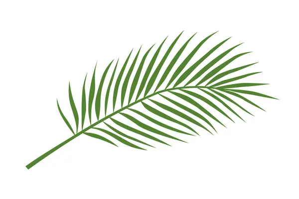 Daun sawit Vektor Stok, Ilustrasi Daun sawit Bebas Royalti | Depositphotos