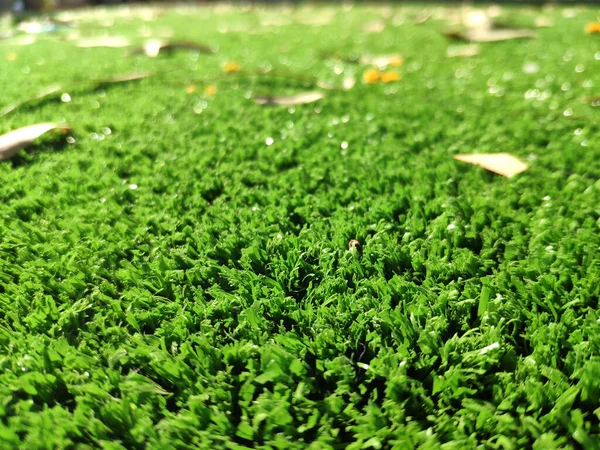 Macro ground Stock Photos, Royalty Free Macro ground Images | Depositphotos