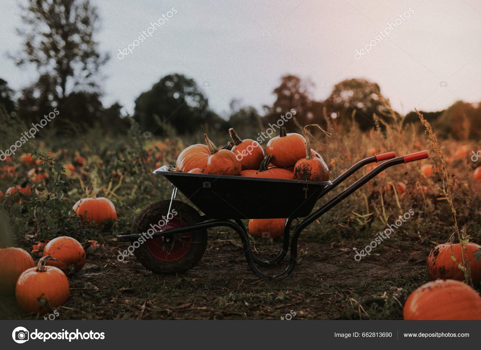 Halloween Pumpkins Wheelbarrow Dark Autumn Mood — Stock Photo ...