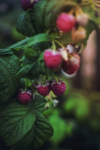 Strawberry forest Stock Photos, Royalty Free Strawberry forest Images ...