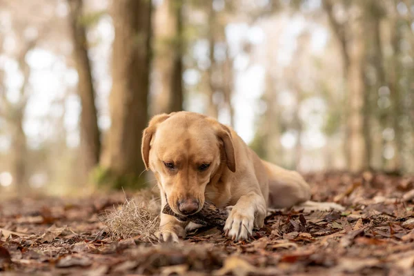 Yellow Labrador retriever at a park chewing a stick. Purebred lab ...