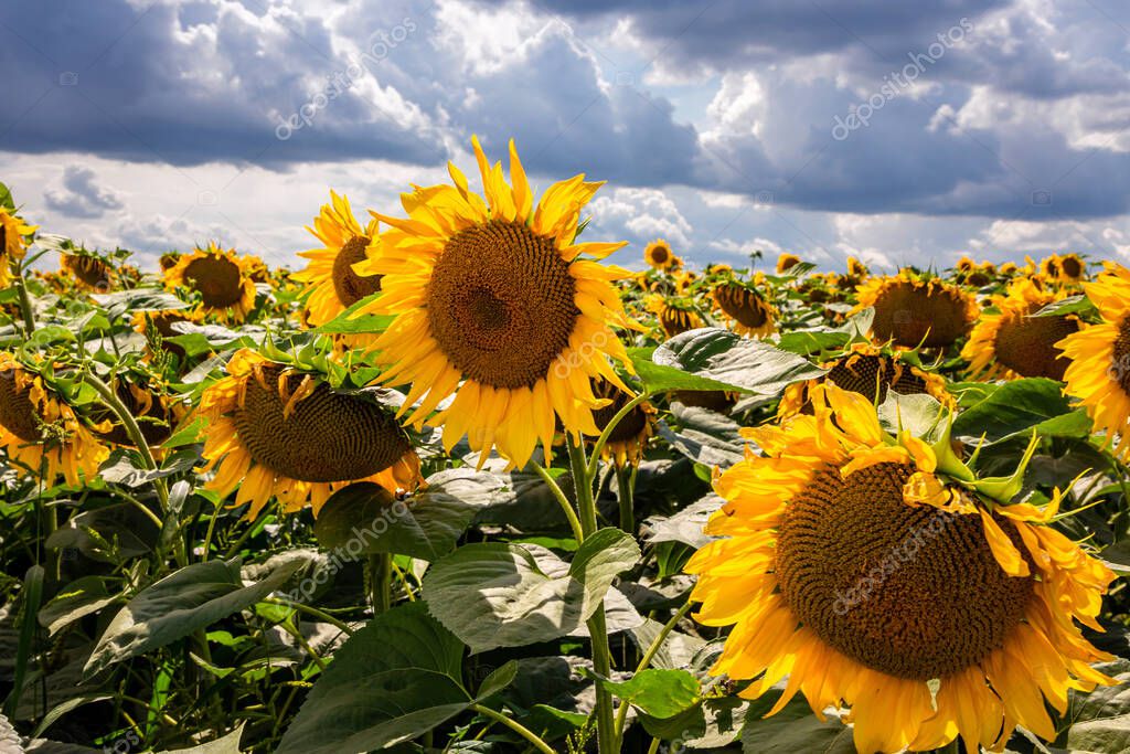Sunflower fields And blue Sky clouds Background.Sunflower fields ...