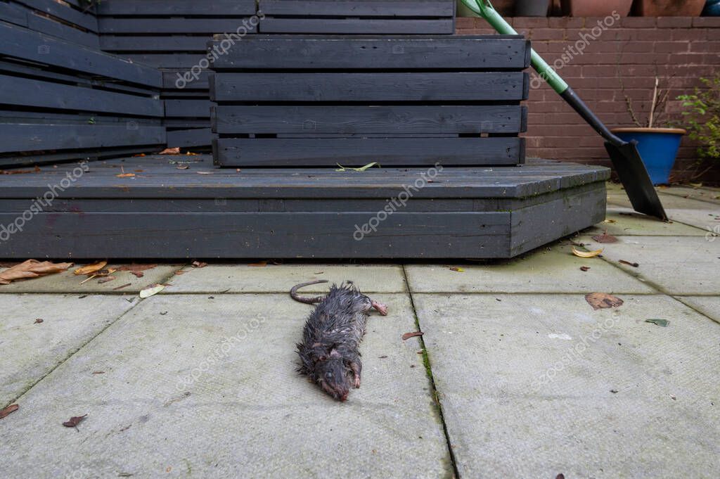 Rata aplastada por su depredador y dejada muerta en jardín residencial ...
