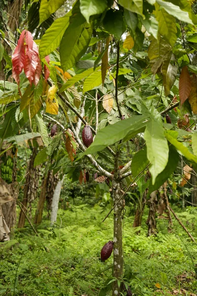 Fotos de El árbol del cacao, Imagens de El árbol del cacao sem ...