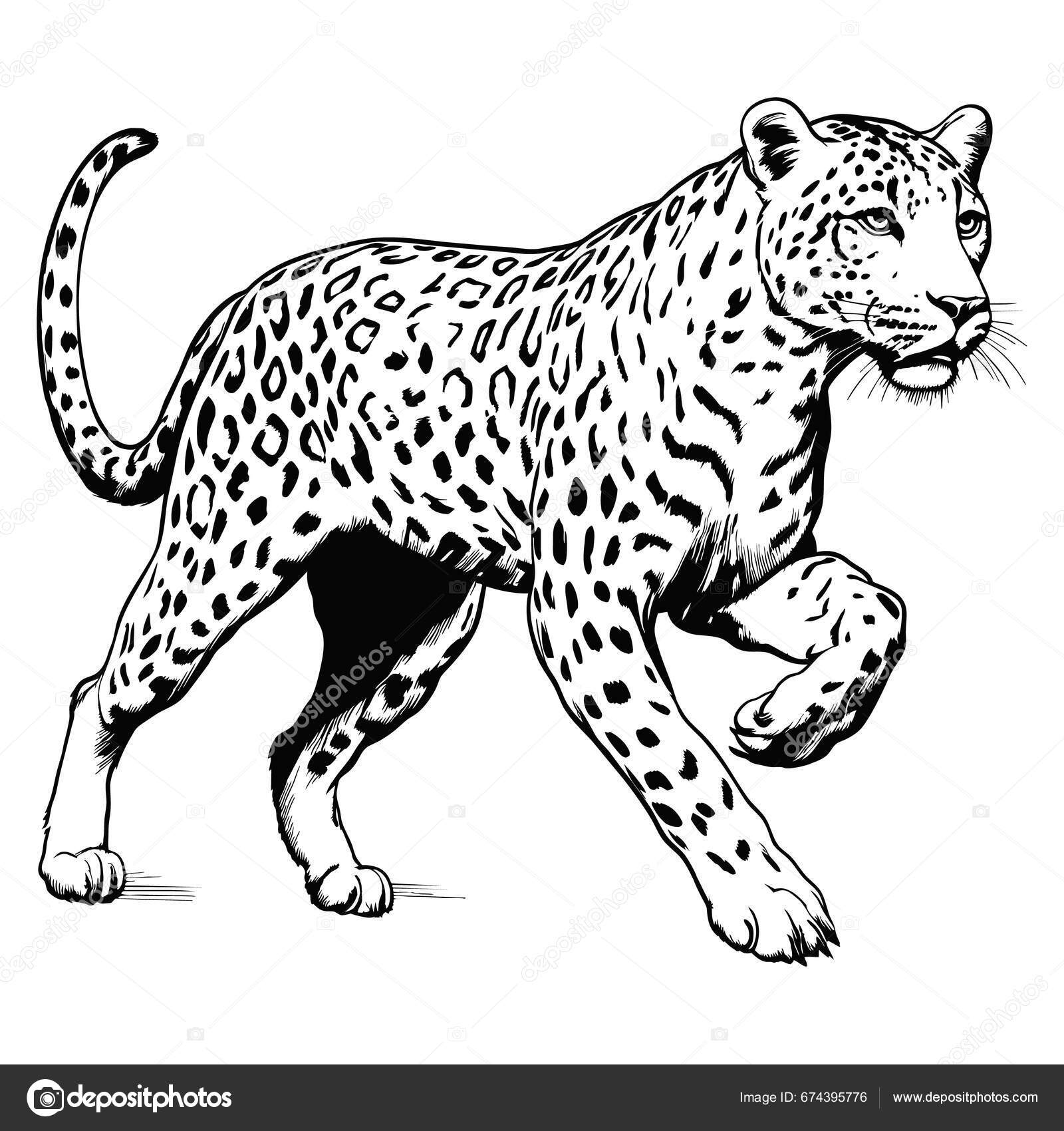 Amur Leopard Drawing
