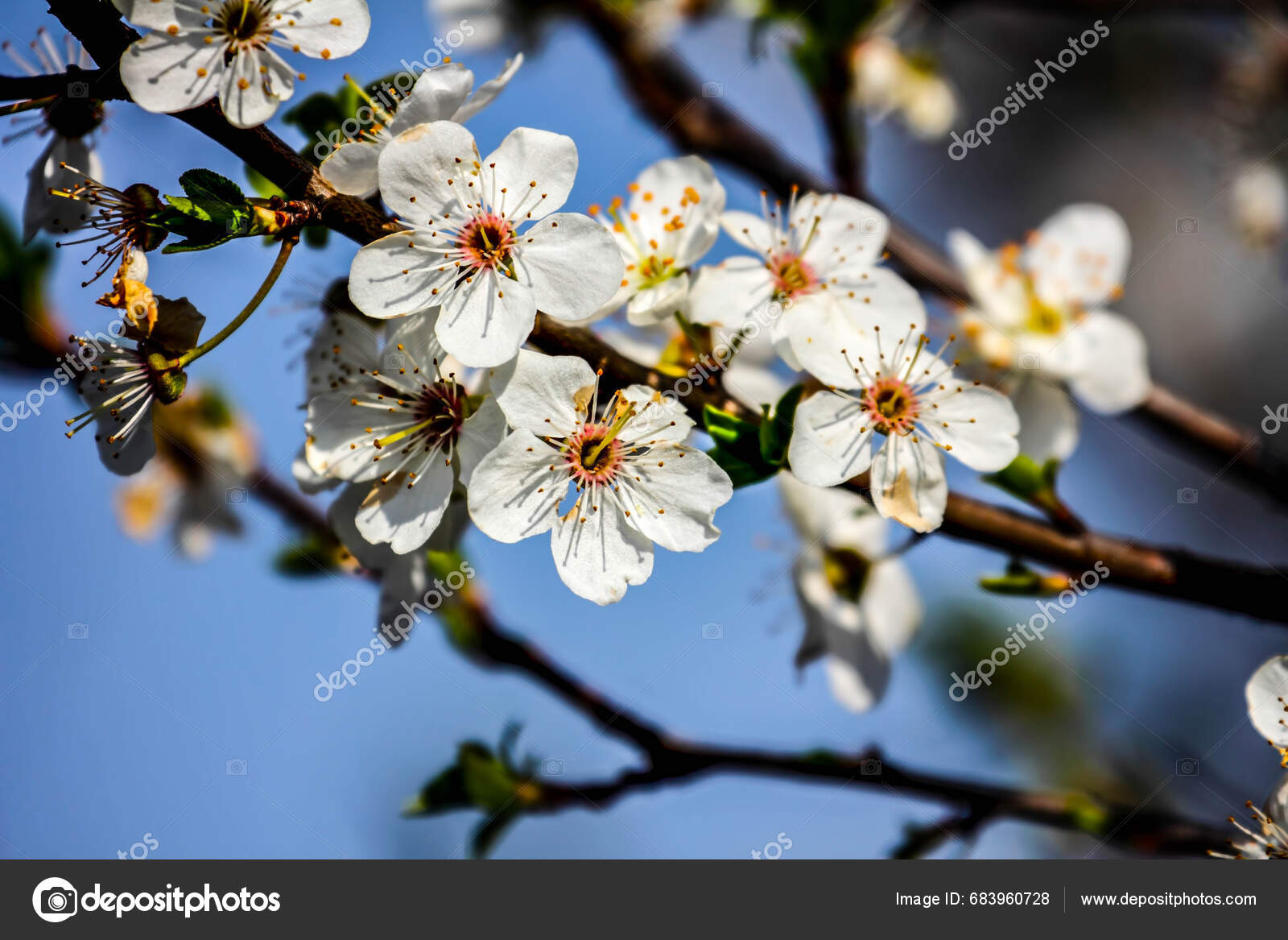 Fruits Blossom Spring Hdr Image High Dynamic Range — Stock Photo ...