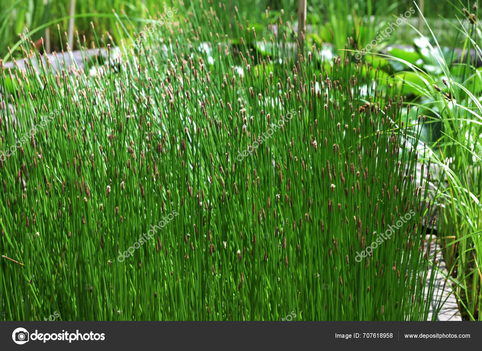 Common Soft Rush Juncus Effusus Perennial Herbaceous Flowering Plant ...