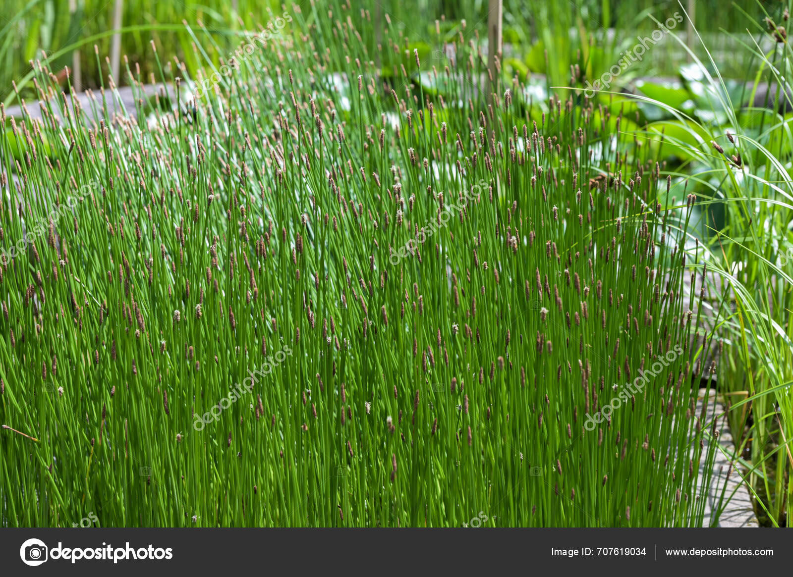 Common Soft Rush Juncus Effusus Perennial Herbaceous Flowering Plant ...