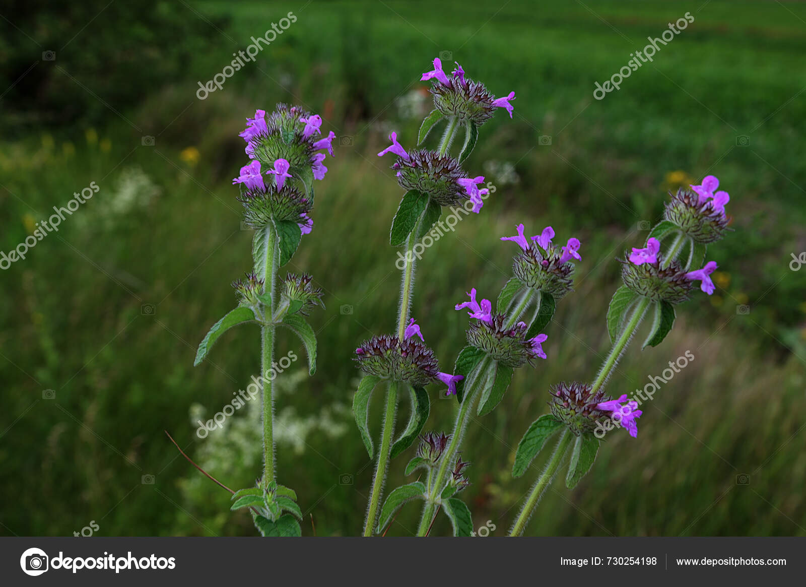 Pink Flowers Wild Basil Clinopodium Vulgare Close Wild Basil Plant ...