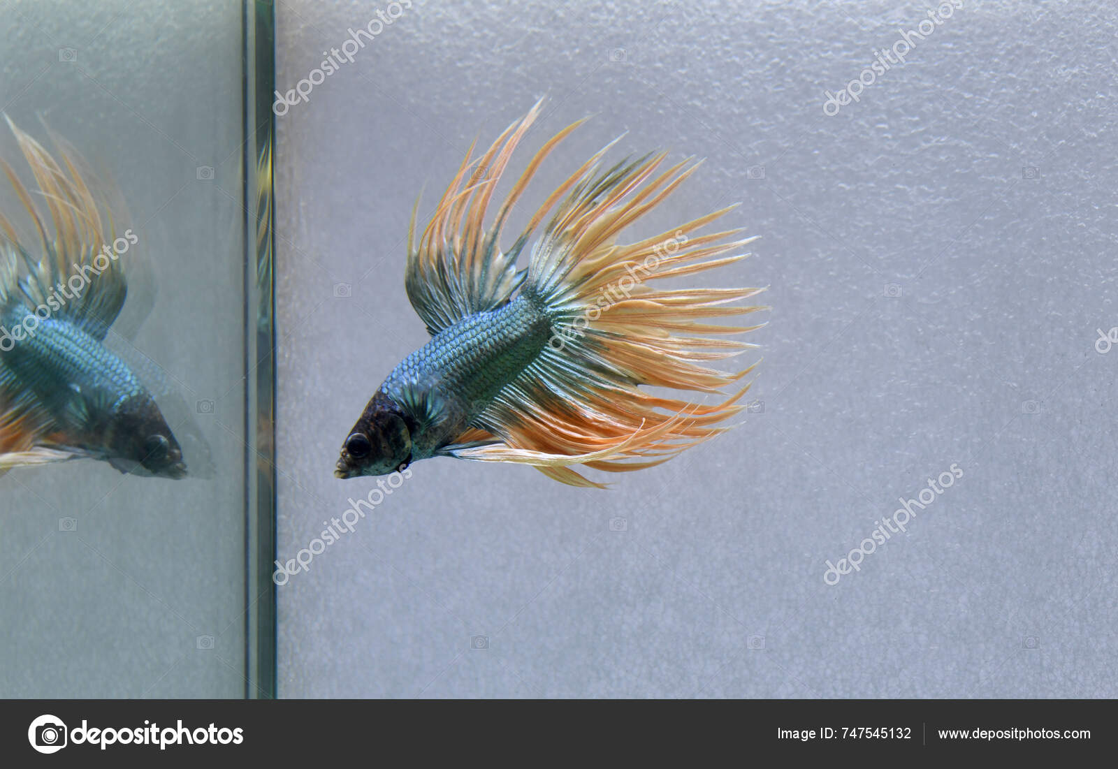 Betta Fish Short Long Tail Crowntails Veiltail Thailand Siamese ...