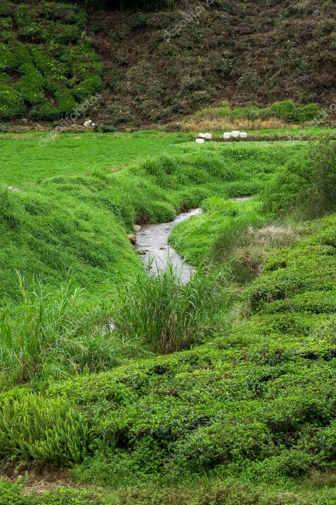 Cascada del arroyo del río en el paisaje forestal. Flujo de agua en el ...