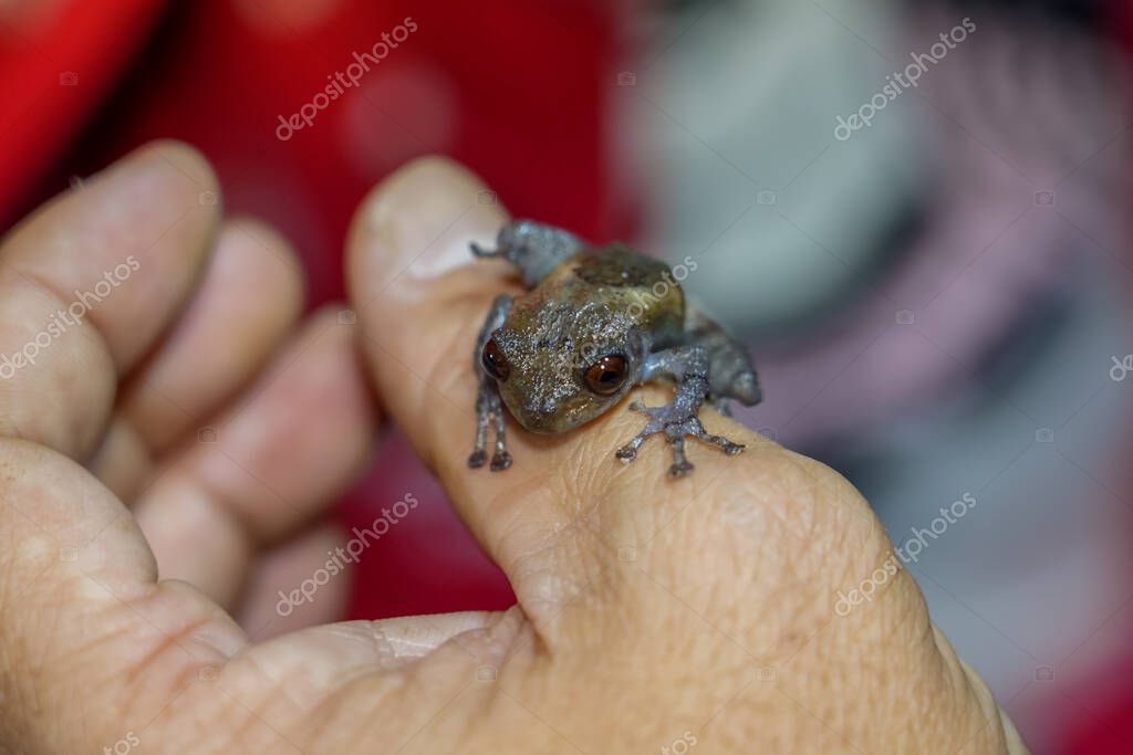Humano sostiene en la mano la captura de la rana verruga (Theloderma ...
