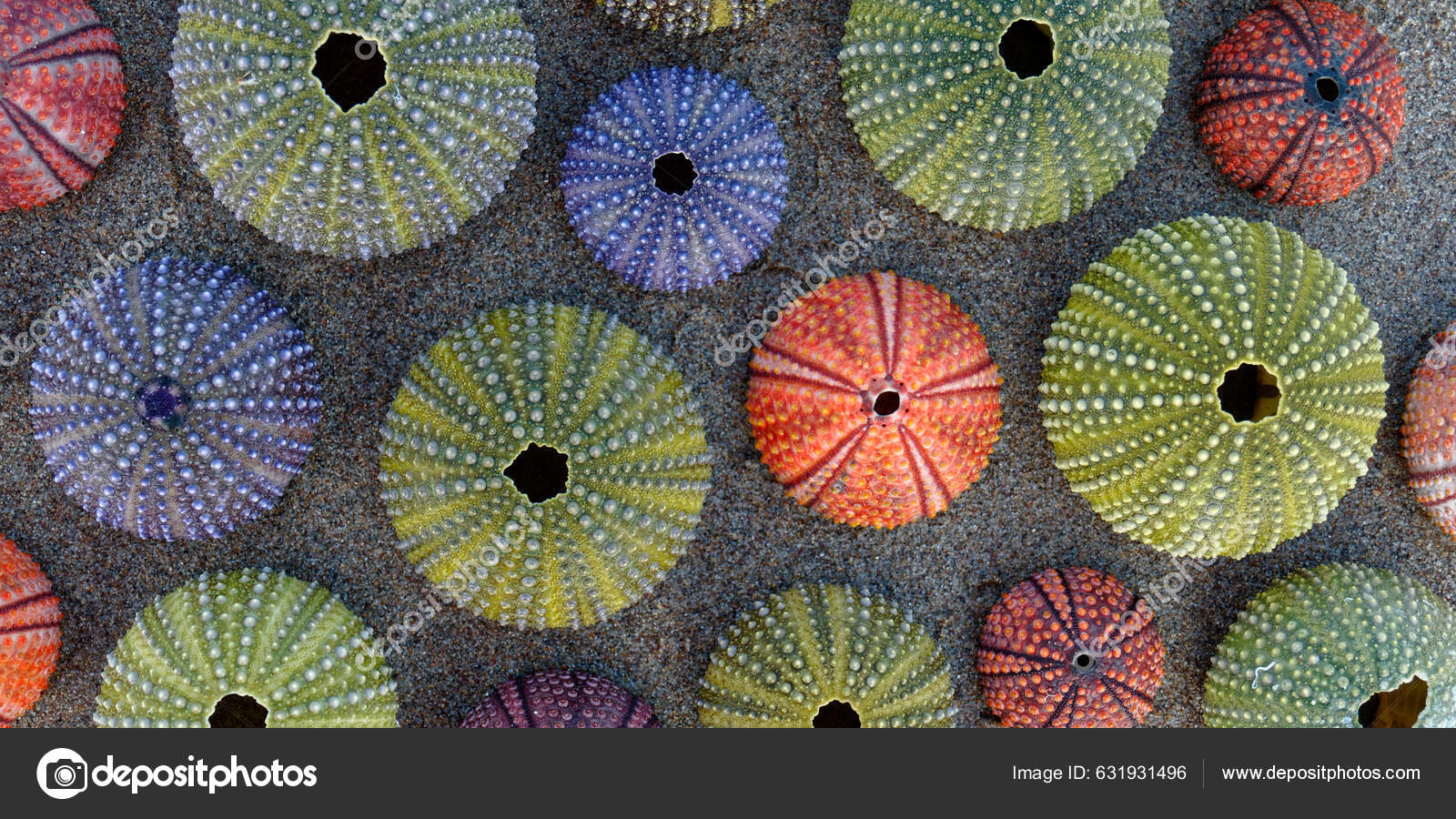 Sea Urchin Shells Wet Sand Top View Close Natural Pattern Stock Photo ...