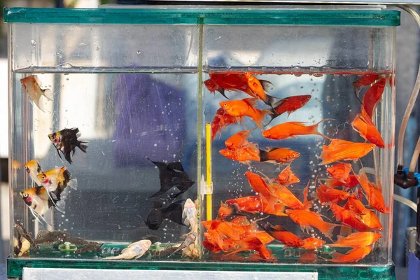 bright breed of red swordtail and angelfish juvenile, artificial aqua ...