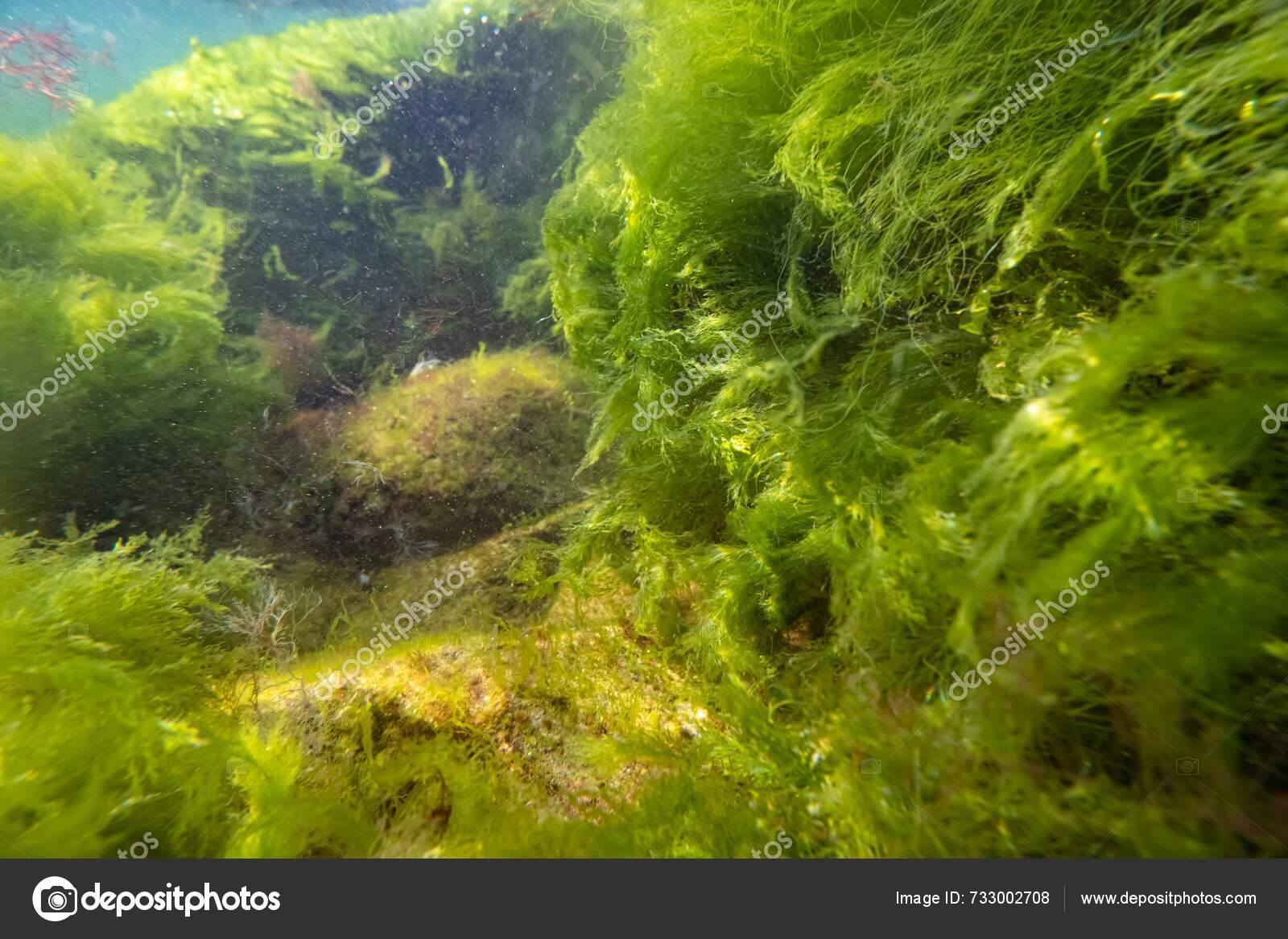 Cladophora Verde Algas Roca Piedra Coquina Zona Litoral Bajo Agua — Foto de stock © Valeronio ...
