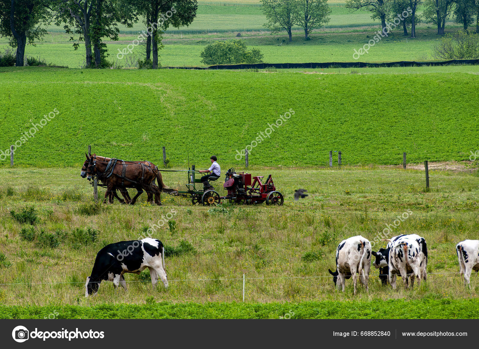 Amish Working In Field