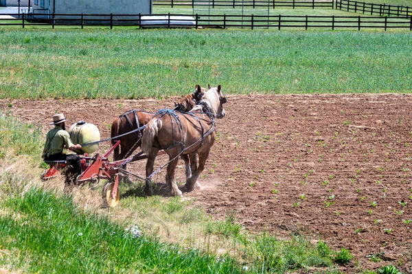 Amish working Stock Photos, Royalty Free Amish working Images ...