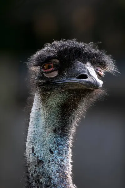 Close up of an Australian Emu's head looking at the camera - Stock ...
