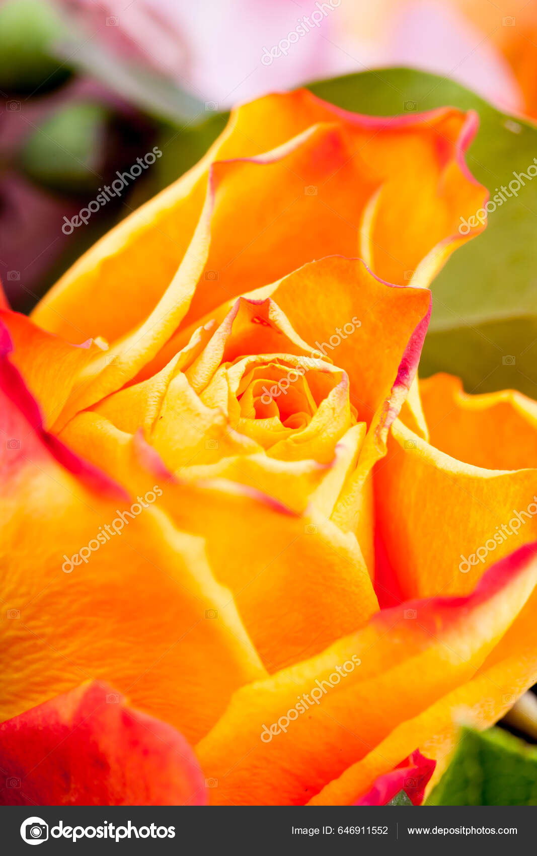 Beautiful Flower Macro Shooting Studio Professional Lighting — Stock ...