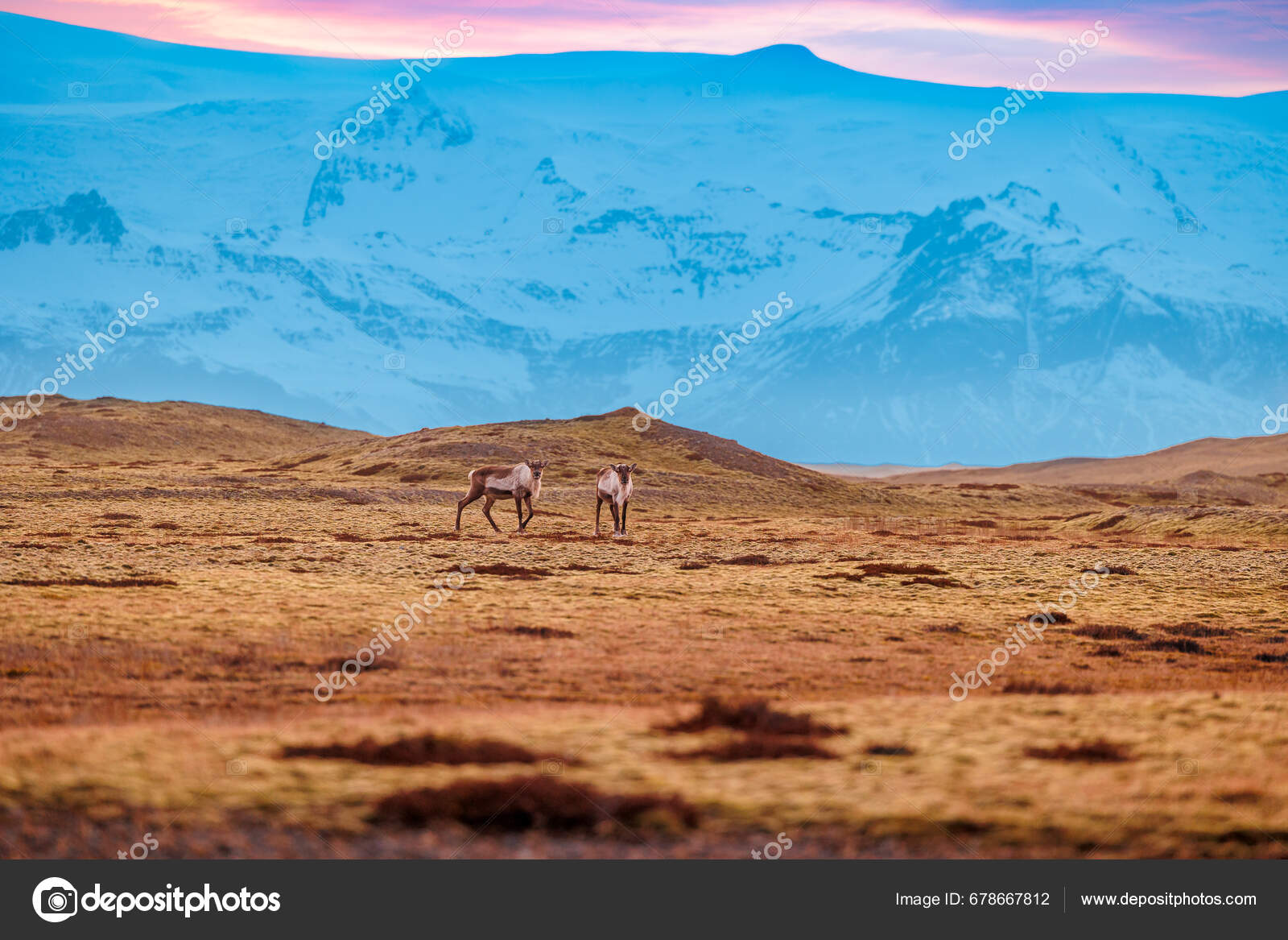 Cute Group Mooses Roaming Free Frozen Fields Icelandic Landscape Snowy ...