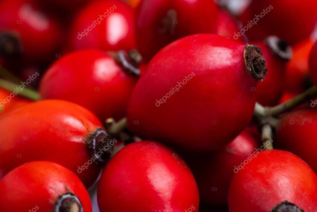 Rosas recién recogidas. Fotograma completo de rosa mosqueta o rosa ...
