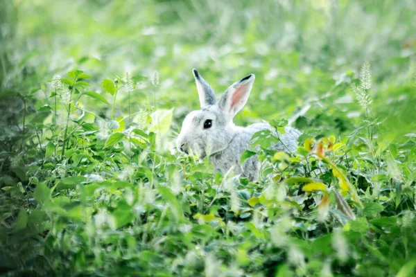 Haas in het gras Stock Photos, Royalty Free Haas in het gras Images ...