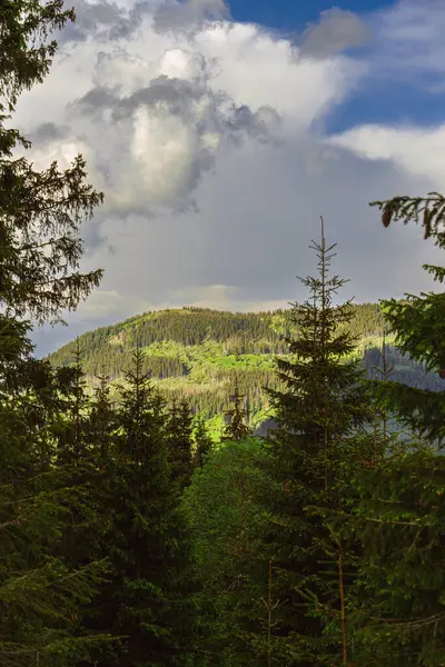 Forest landscape in the mountains Stock Photos, Royalty Free Forest ...
