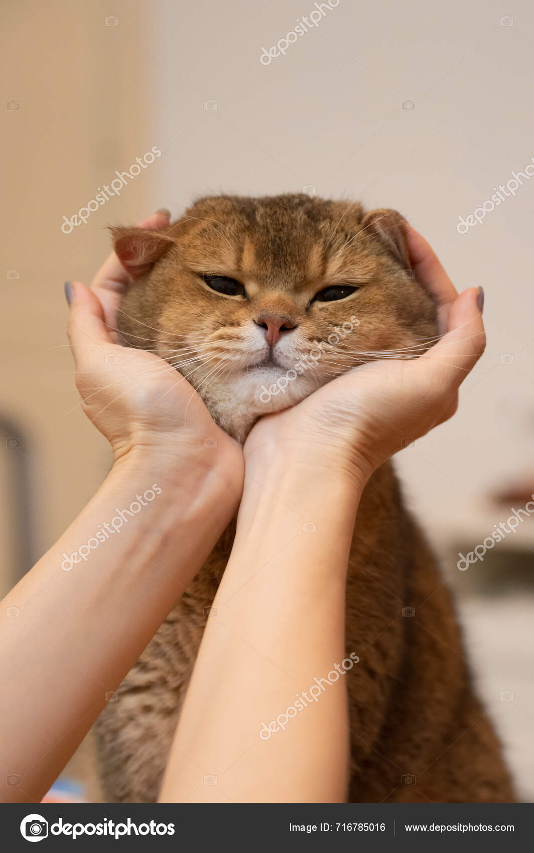 Hands Cupped Face British Shorthair — Stock Photo © chendongshan #716785016