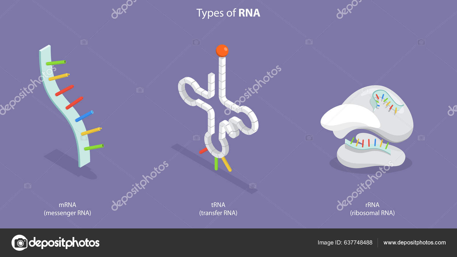 Isometric Flat Vector Conceptual Illustration Types Rna Anatomical ...