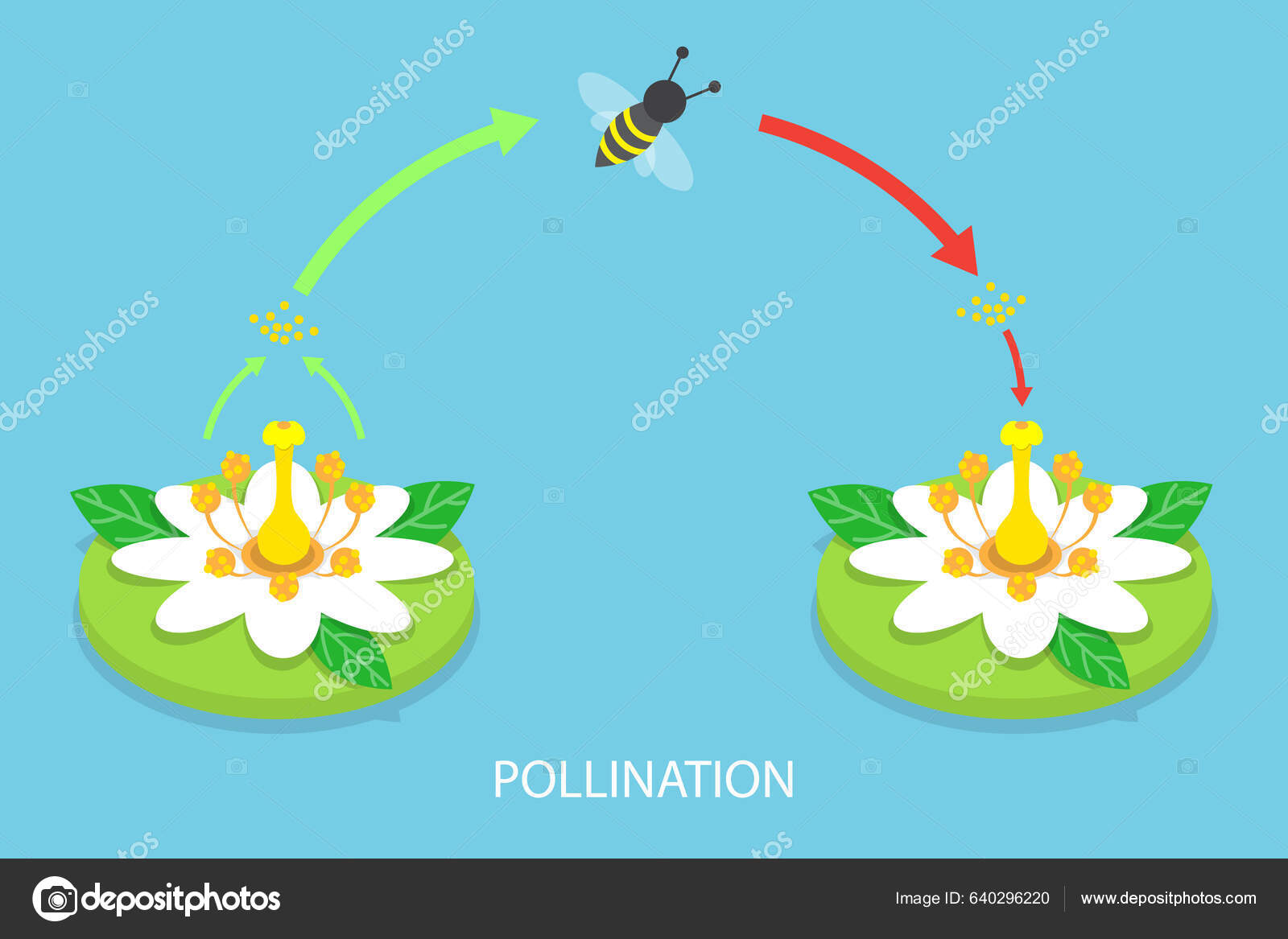 Isometric Flat Vector Conceptual Illustration Pollination Process ...