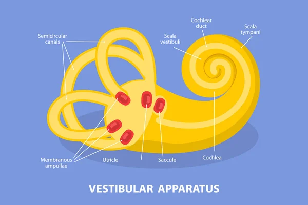 Ilustración conceptual plana isométrica 3D del aparato vestibular ...
