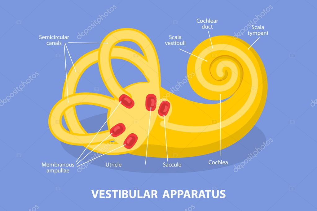 Ilustración conceptual plana isométrica 3D del aparato vestibular ...