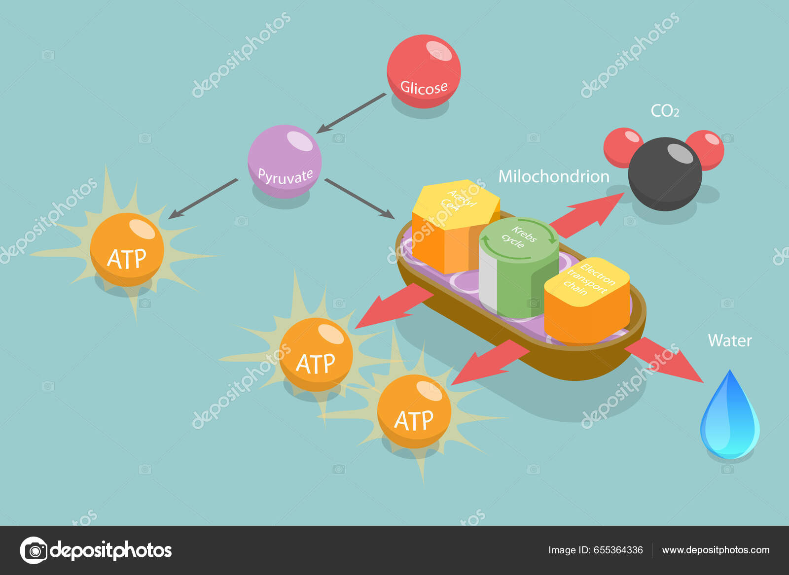 Cellular Respiration Clipart