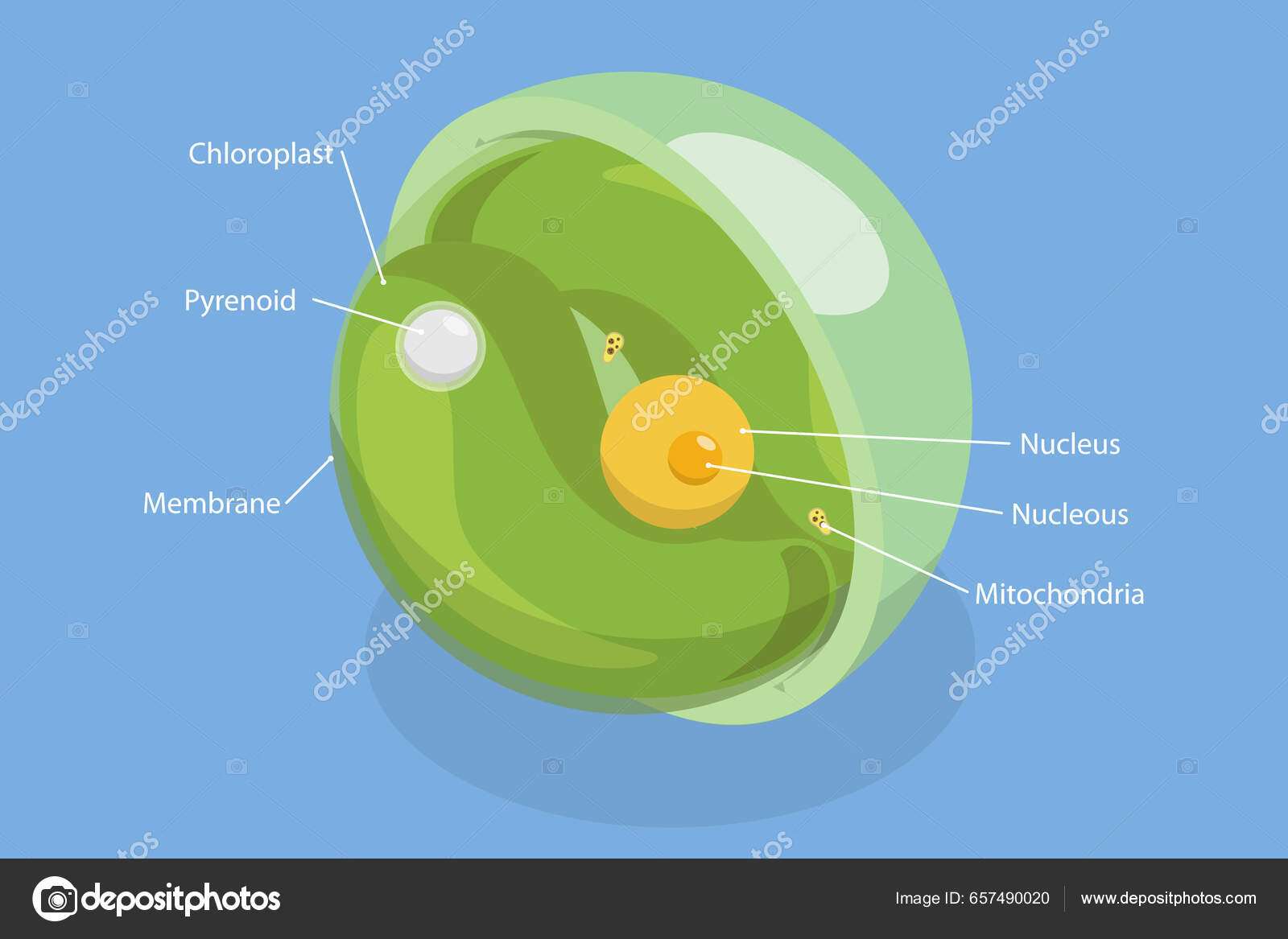 Chlorella Cell Diagram