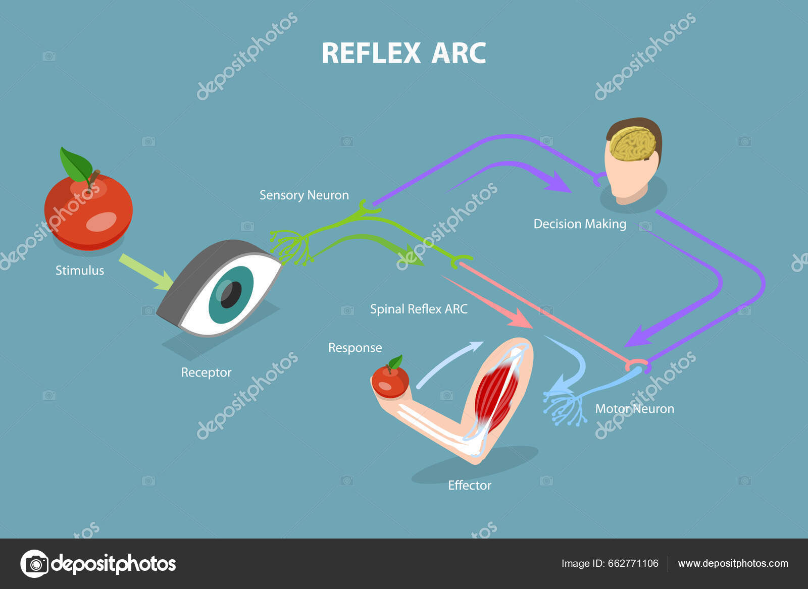 Reflex Arc Labeled Brain Model