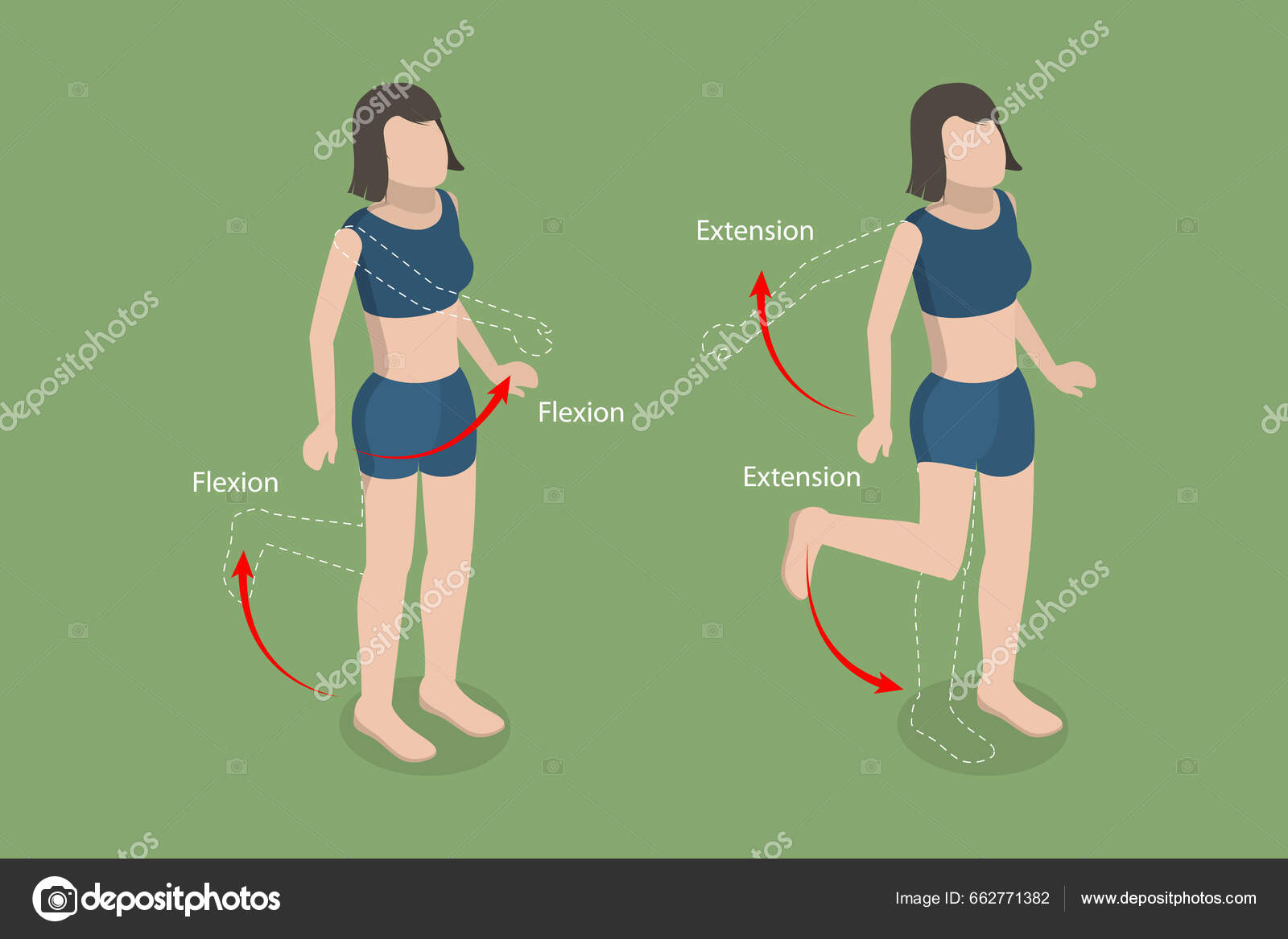 Isometric Flat Vector Conceptual Illustration Flexion Extension Human ...