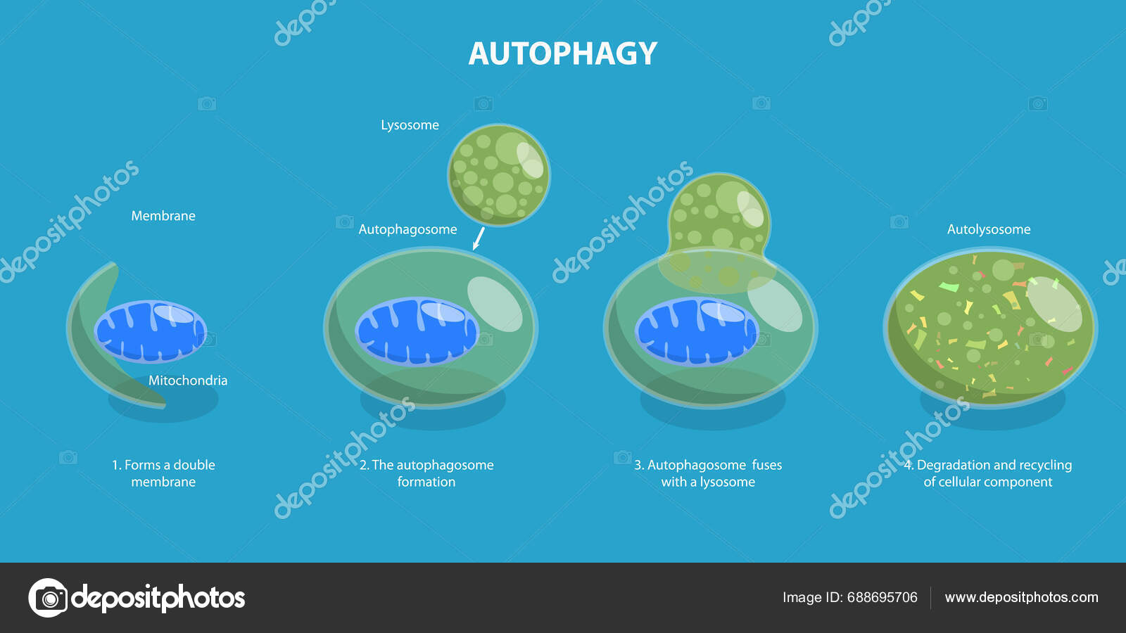Isometric Flat Vector Illustration Autophagy Diagram Process Stock ... Isometric Flat Vector Illustration Autophagy Diagram Process Stock ...