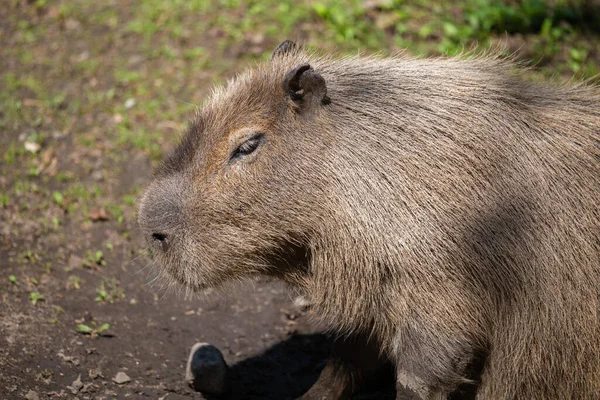 Capybara perú Stock Photos, Royalty Free Capybara perú Images ...