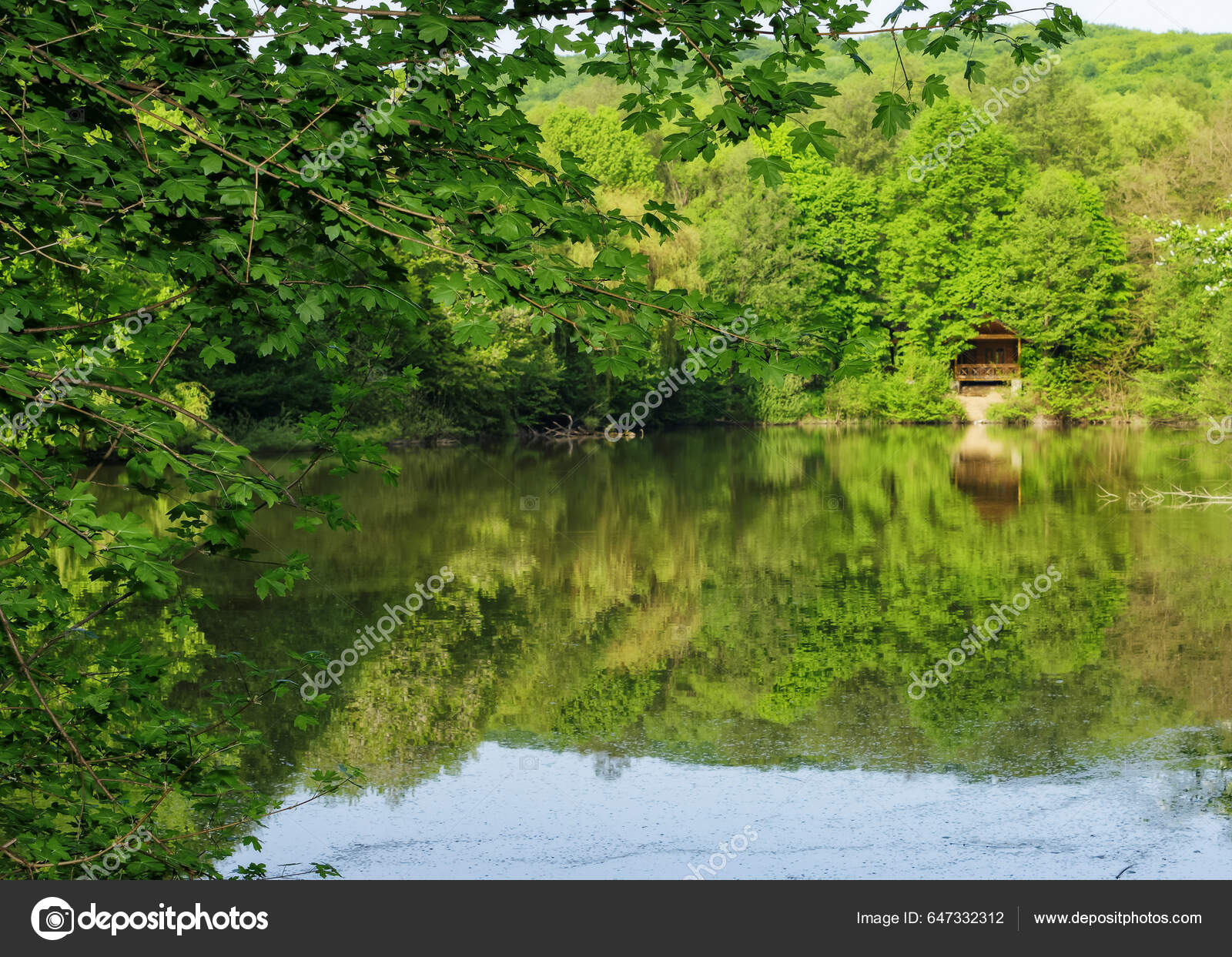 Pond Beech Woods Nature Scenery Trees Reflecting Water Surface Summer ...
