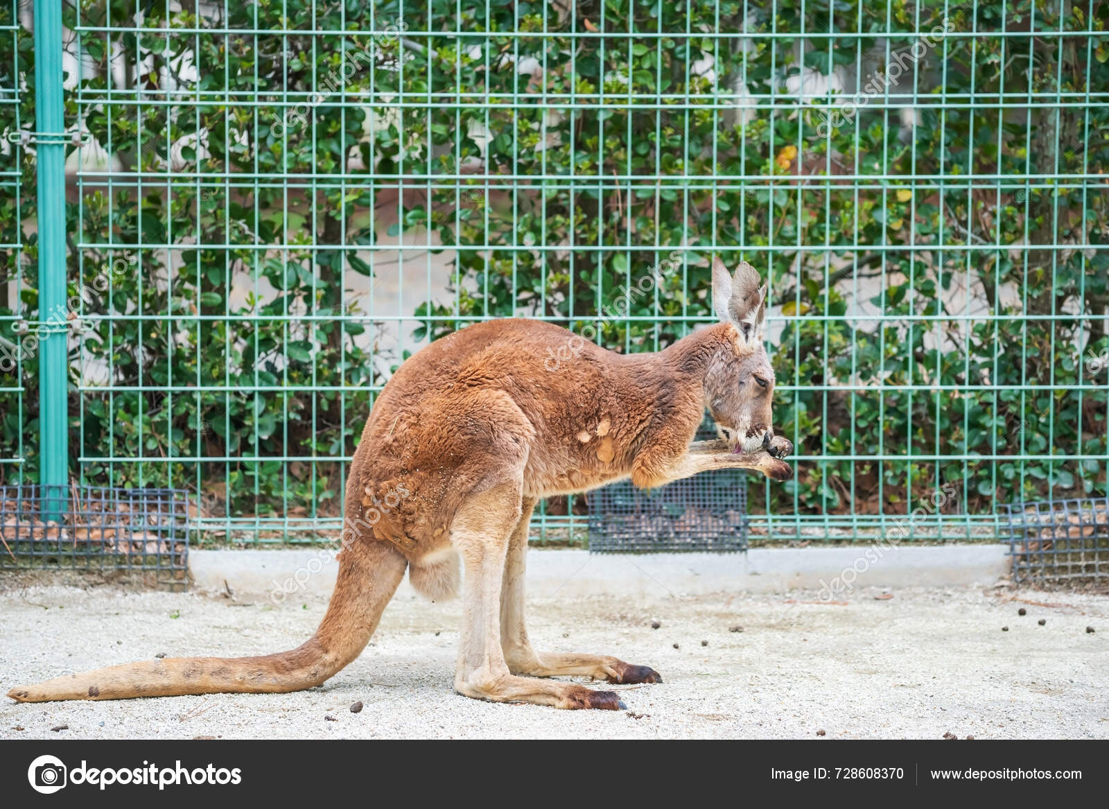 Kangaroo Stand Lick Its Front Legs Zoo Uminonakamichi Seaside Park ...