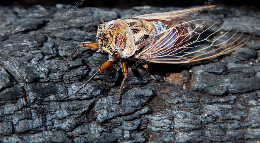 Las Cicadas son los insectos más fuertes del mundo y hay más de 200 ...
