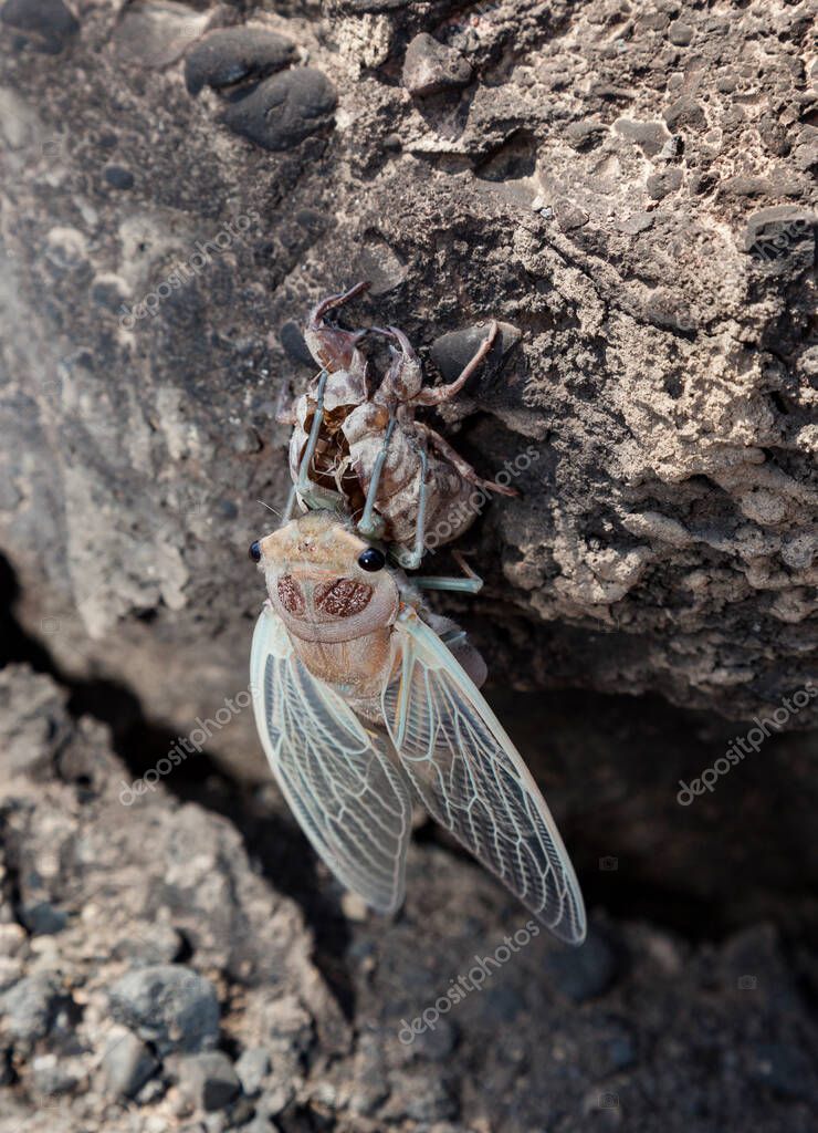 Las Cicadas son los insectos más fuertes del mundo y hay más de 200 ...