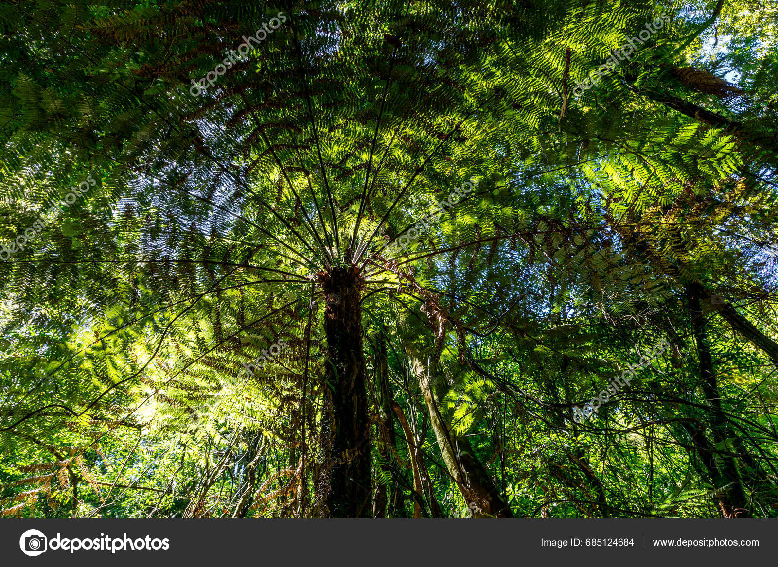 Tree Ferns Arborescent Tree Ferns Grow Trunk Elevating Fronds Ground ...