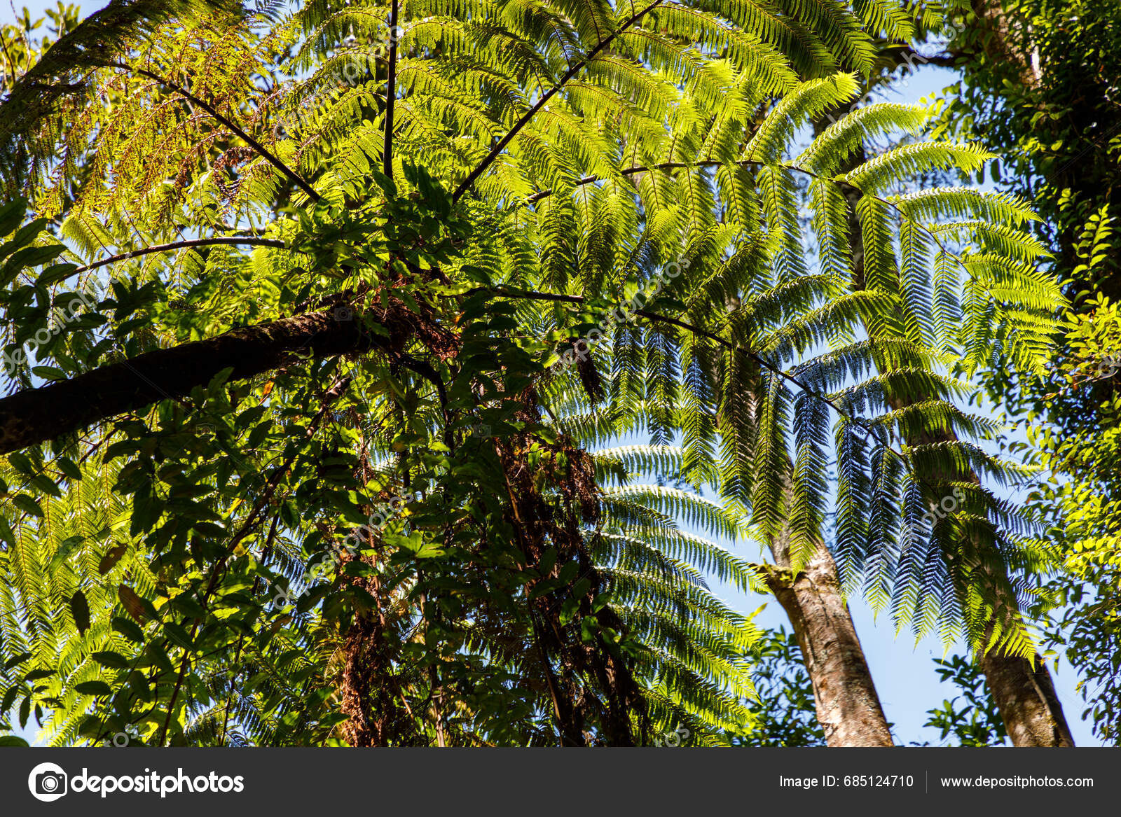 Tree Ferns Arborescent Tree Ferns Grow Trunk Elevating Fronds Ground ...
