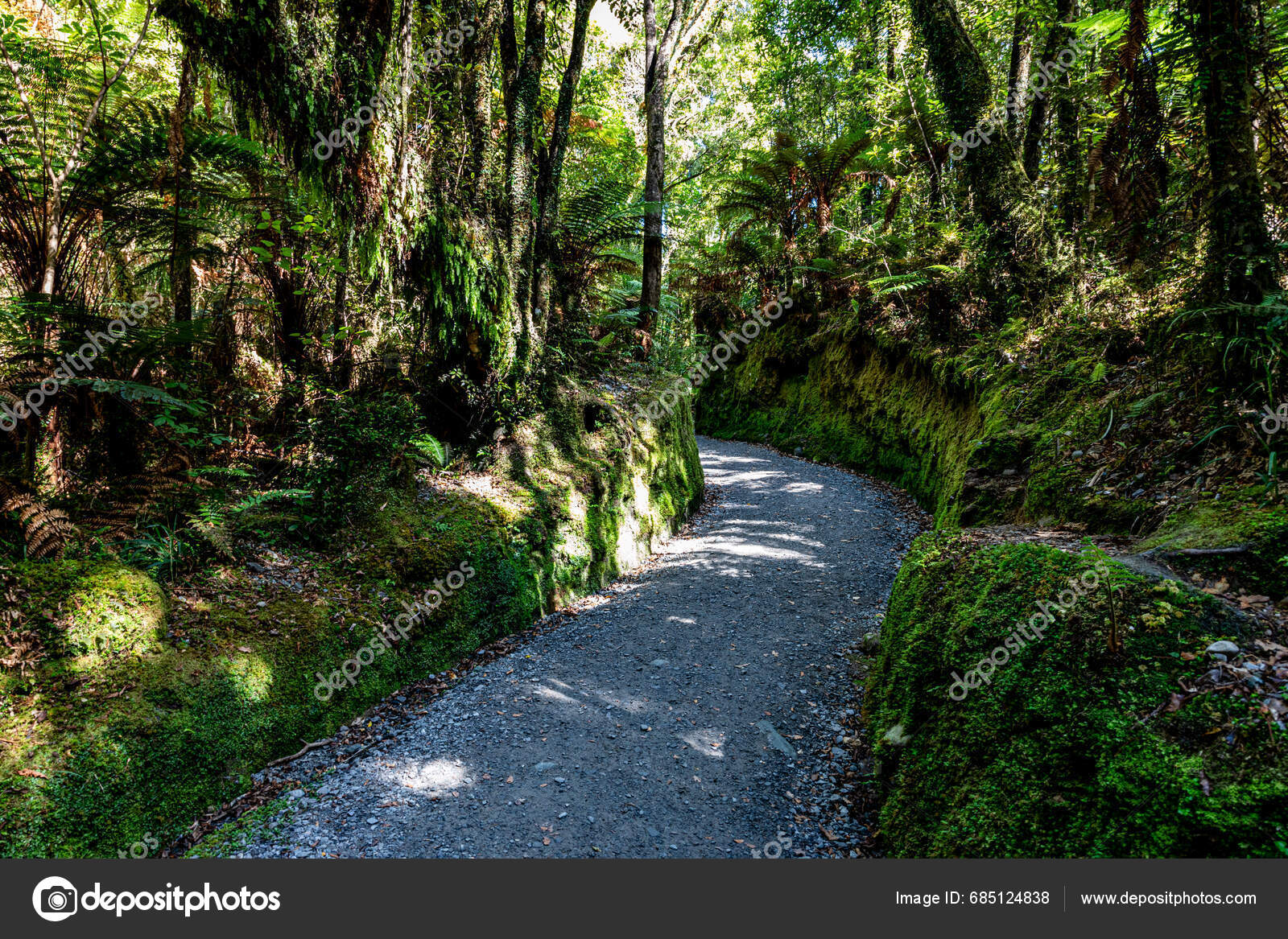 Tree Ferns Walk Lake Madison New Zealand Tree Ferns Arborescent Stock ...