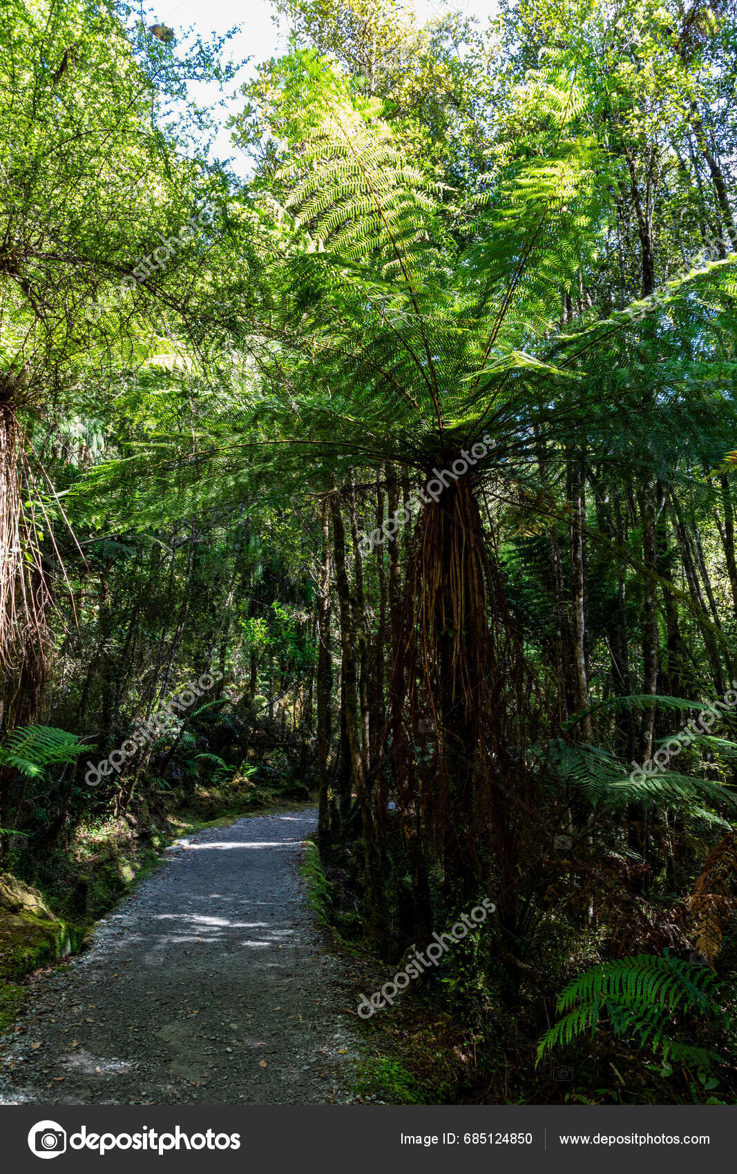 Tree Ferns Walk Lake Madison New Zealand Tree Ferns Arborescent Stock ...